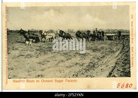 Oxnard. Hauling Beets to Oxnard Sugar Factory Stock Photo - Alamy