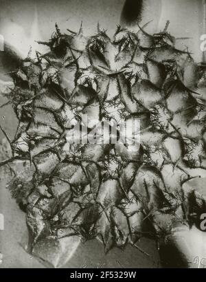 Black Nettle, God Detailed (Ballota Acuta Stock Photo - Alamy