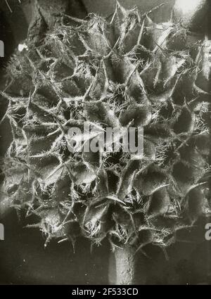 Black Nettle, God Detailed (Ballota Acuta Stock Photo - Alamy