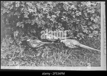 Oregon. Oregon China Pheasants in the Wild Stock Photo - Alamy