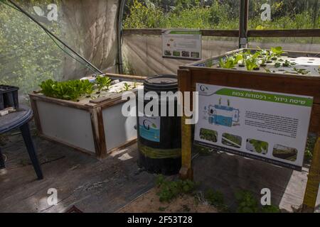 Aquaponics refers to a food production system that couples aquaculture ...