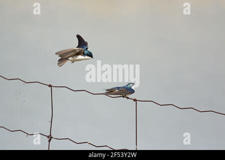 Tree swallows (Tachycineta bicolor) mating, Frank Lake, Alberta, Canada ...