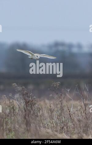 ISO3200, A single Barn Owl hunting over open countryside, early morning ...