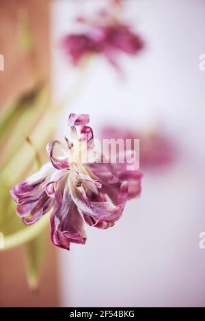 Withered flowers in a vase. Pink and white color. Horizontal Stock ...