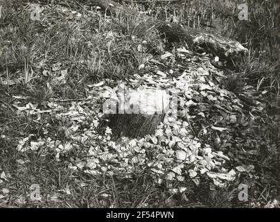 Biber (Castor Fiber L.). Tree stump with nail spots Stock Photo - Alamy