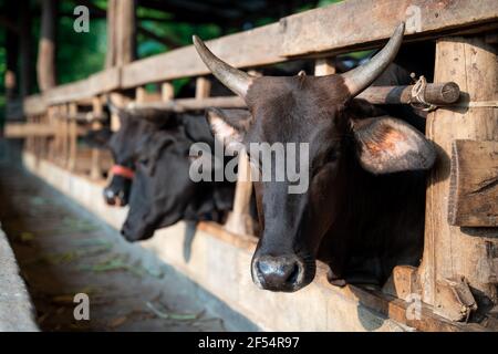 Beef cow, Wagyu – Japanese shorthorn, portrait of a wagyu cow of ...