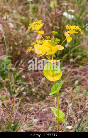 Clasping pepperweed or perfoliate pepperwort blooming plant, Lepidium ...
