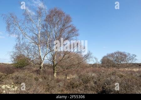 Landscape, Studland National Trust Stock Photo - Alamy