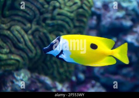 Blotched foxface / Siganus unimaculatus Stock Photo - Alamy