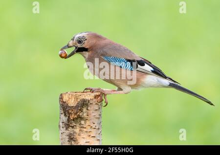 A Eurasian jay with an acorn perched on a branch surrounded by green ...