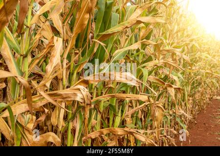 Corn plantation field, food for animals and humans Stock Photo - Alamy