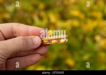 Farmer holding raw dry soybeans in hand in the field Stock Photo - Alamy