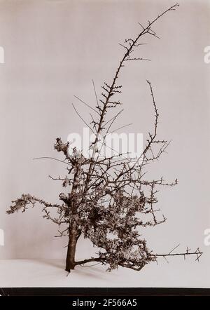 With braids overgrown Schleedorn branch Stock Photo - Alamy