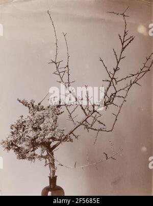 With braids overgrown Schleedorn branch Stock Photo - Alamy