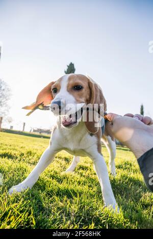 Dog biting a stick in a park Stock Photo - Alamy
