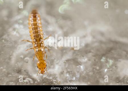 Rove beetle larva walking on snow Stock Photo - Alamy