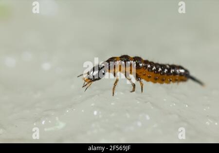 Rove beetle larva walking on snow Stock Photo - Alamy