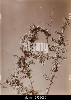 With braids overgrown Schleedorn branch Stock Photo - Alamy