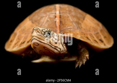 Indochinese Flowerback Box Turtle (Cuora galbinifrons). Head forelimbs ...