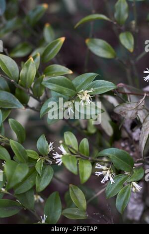 Sarcococca ruscifolia shrub in bloom Stock Photo - Alamy