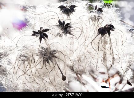 Floating Seeds of Thistle Stock Photo - Alamy