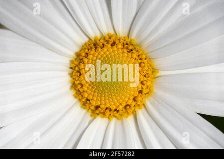 Macro photograph of a white daisy Stock Photo - Alamy