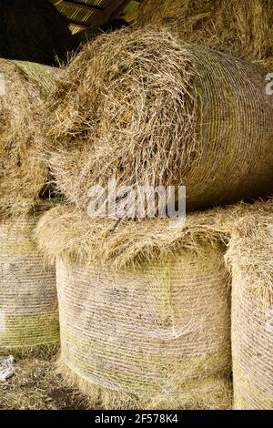 Large round bales of hay that are stacked at a farm Stock Photo - Alamy