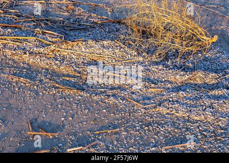 Washed-up Zebra mussel shells along beach, shoreline of Saginaw bay ...