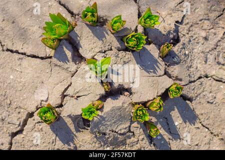 Sprouts of young lily bulbs sprouting from the cracked ground in spring ...