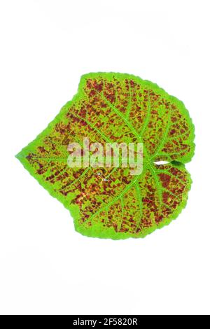 Anthracnose of grapes, fungus disease. A close-up of a grape vine leaf ...