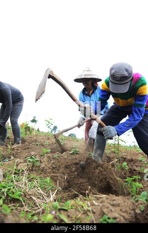 Javanese farmers working in the field. Eastern Java, Indonesia Stock ...