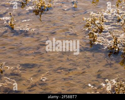 The wetlands of Saratoga Springs home to an endemic pupfish, in Death ...