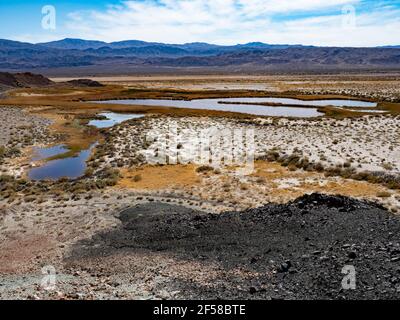 The wetlands of Saratoga Springs home to an endemic pupfish, in Death ...