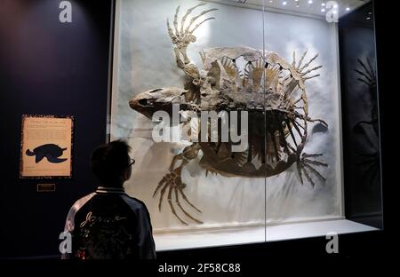 The skeleton of a Sea turtle (Protostega) exhibit in Carnegie Museum of ...