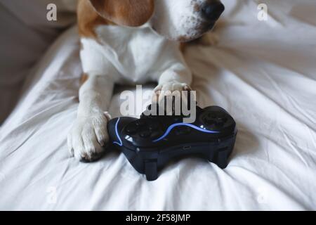 dog's paws lie on the game joystick top view Stock Photo - Alamy