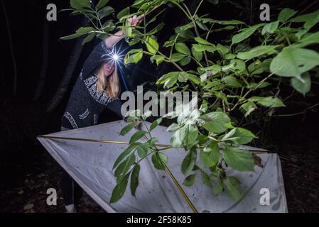 A female field scientist shaking vegetation to drop insects and other ...