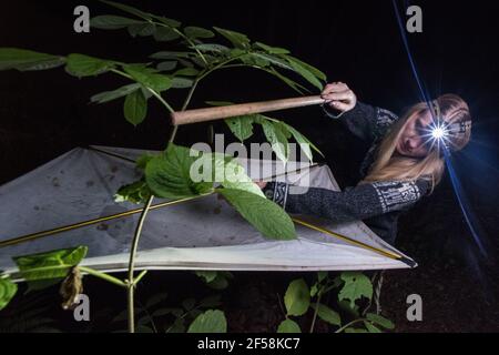 Female field entomologist shaking vegetation to drop insects and other ...
