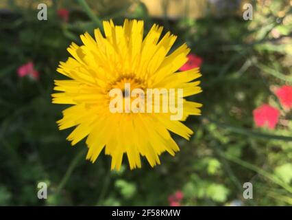 Yellow blooming dandelion in springtime flower meadow with green forest ...