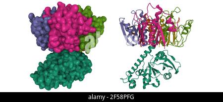 Cholera toxin molecule. Computer model showing the secondary structure ...