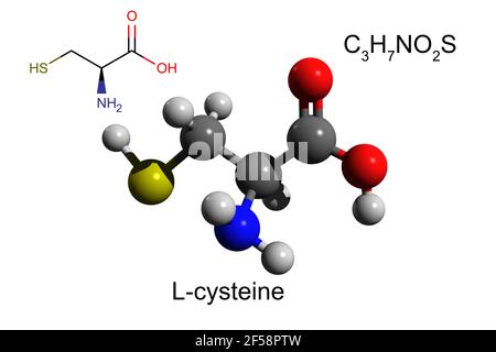 Cysteine. Molecular model of the amino acid cysteine (C3.H7.N.O2.S ...
