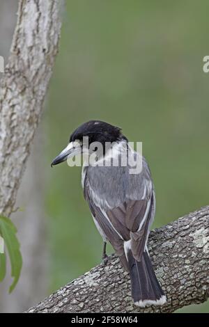 Grey Butcherbird (Cracticus torquatus) - Queensland - Australia Stock ...