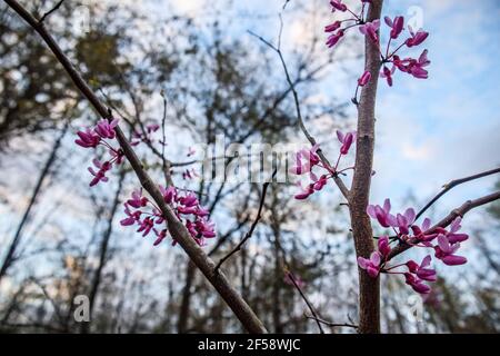 Eastern Redbud tree partial view in the Spring in Georgia Stock Photo ...