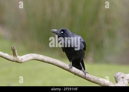 Australian Raven, Corvus coronoides ,Australia Stock Photo - Alamy
