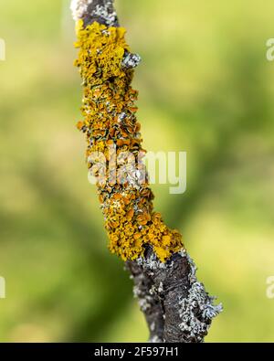 Yellow blooming fungus and lichen on tree bark in close-up Stock Photo ...