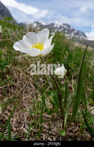 Pyrenean Buttercup, Ranunculus pyrenaeus in flower in high Pyrenean ...