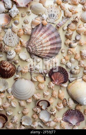 A vertical closeup of different shells on the sand Stock Photo - Alamy