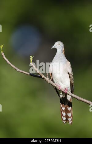 Bar-shouldered Dove (Geopelia humeralis Stock Photo - Alamy