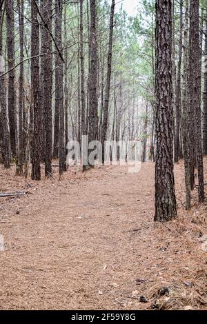 Long path lined with tall trees at Satpal Arboretum, Mollem, Goa, India ...