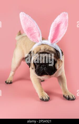 adorable pug wearing bunny ears and bowtie, sitting isolated on white ...