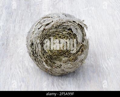 Cross section of a wasp nest Stock Photo - Alamy